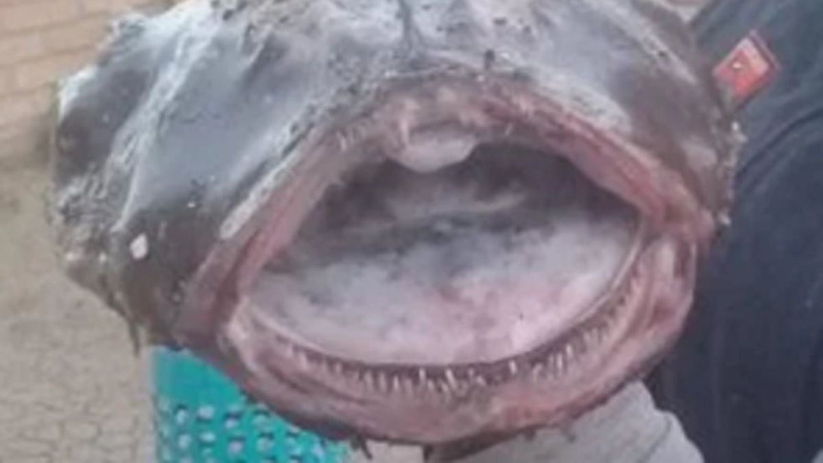 Extraña criatura: hallaron un pez con una antena y colmillos en la ...