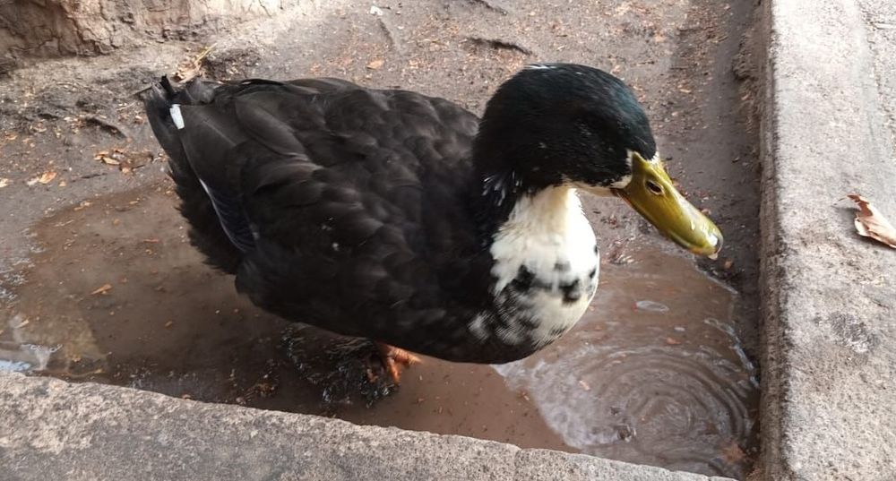 Obligaron a sacar del puesto al famoso pato del KM O y juntan firmas ...