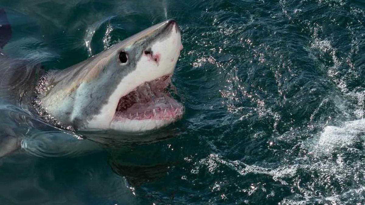 Una turista murió en las Bahamas luego de ser atacada por un tiburón mientras practicaba surf