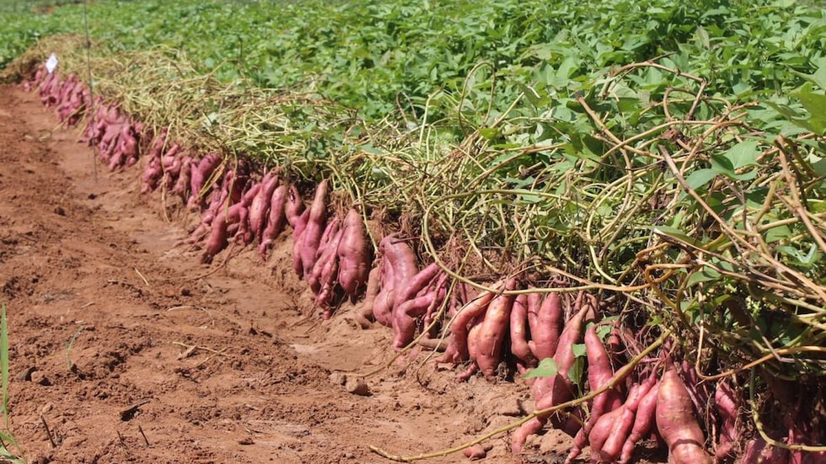 Desarrollaron nuevas variedades de batata