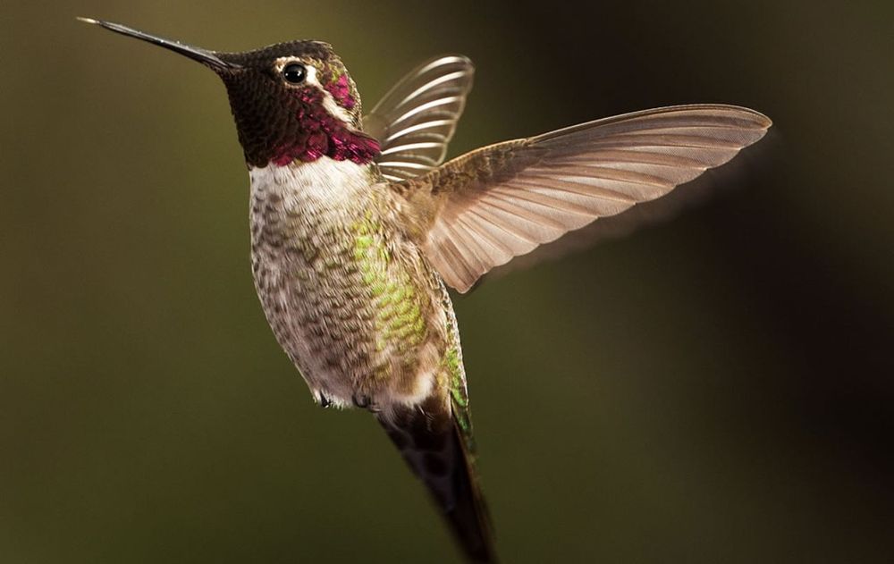 Según la ciencia, los colibríes están cambiando la forma de su pico ...