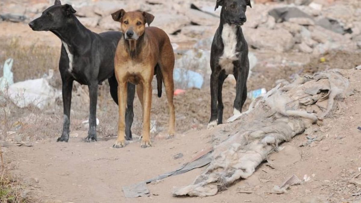 Cuando los perros de vida libre se convierten en un problema socio ...