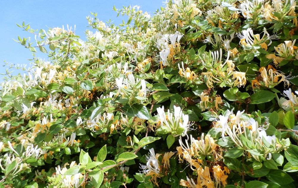 La planta trepadora de rápido crecimiento para llenar de color el ...