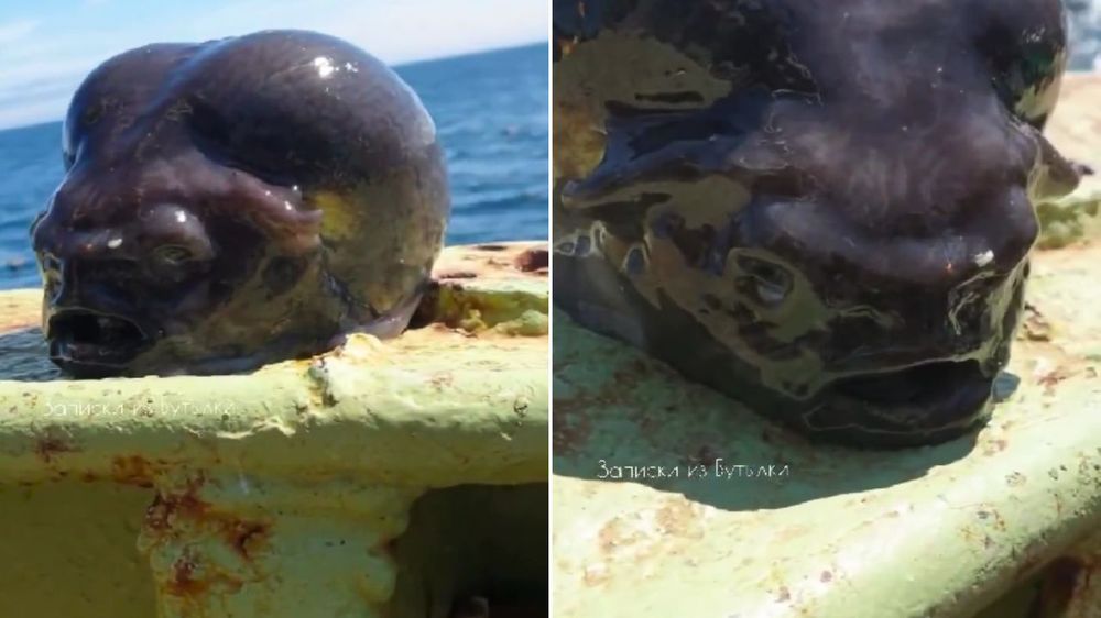 Impactante hallazgo en el océano: encuentran un extraño pez alien en Rusia