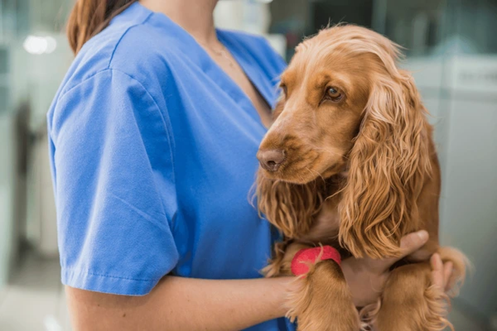Los Cocker Spaniel Son Propensos Al Cancer