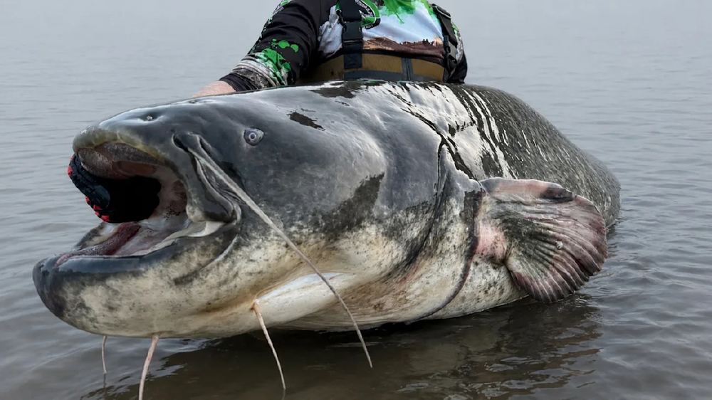 Pesca récord en Europa: capturan un pez monstruoso de 2,49 metros y ...