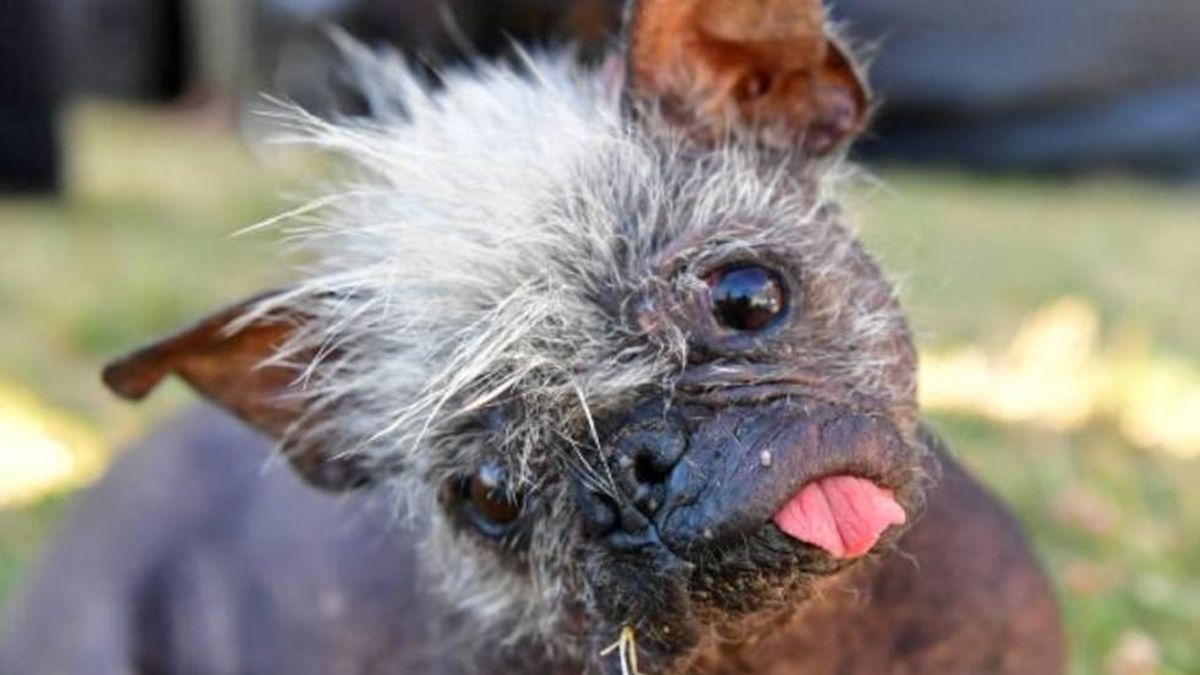 Tiene 17 años y se llama Mr Happy Face: así es el perro más feo del mundo