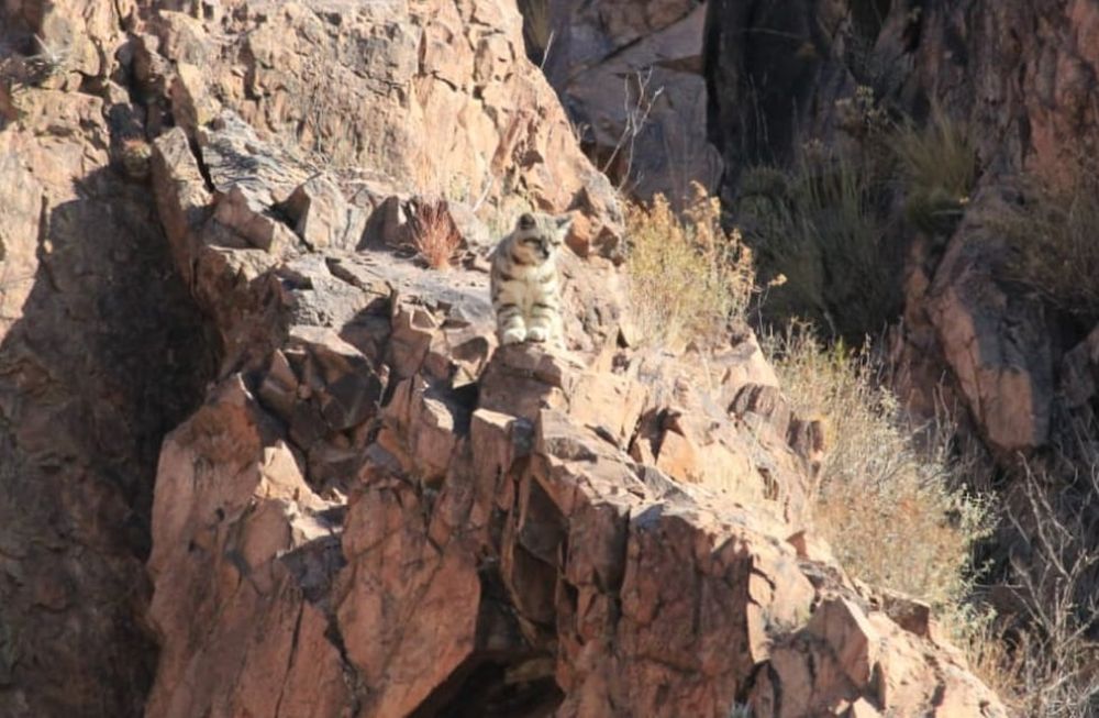Reapareció “el Fantasma de los Andes”: las impactantes fotos que un ... Reapareció “el Fantasma de los Andes”: las impactantes fotos que un ...