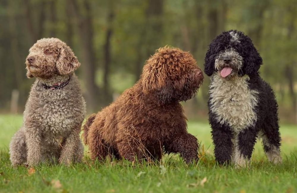 Cuáles son las dos razas de perros que no pierden pelo