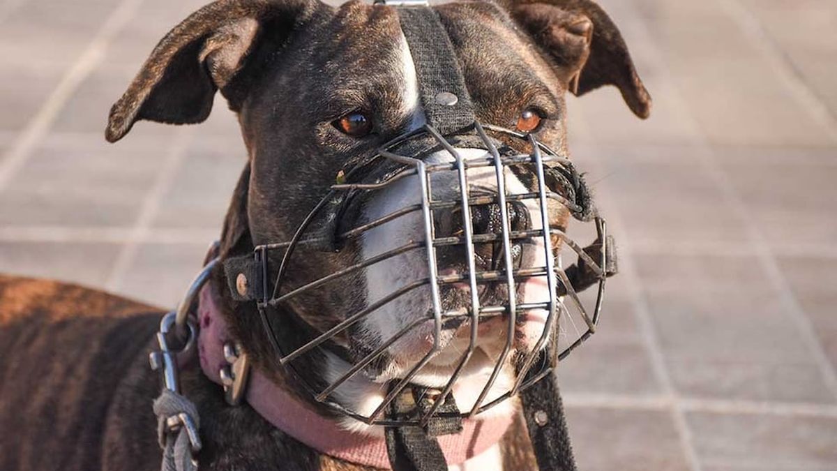 Cuáles son las 3 razas de perros que se recomienda que usen bozal