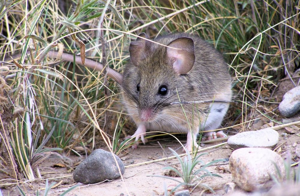 Vivir en altura, logro de pequeños roedores