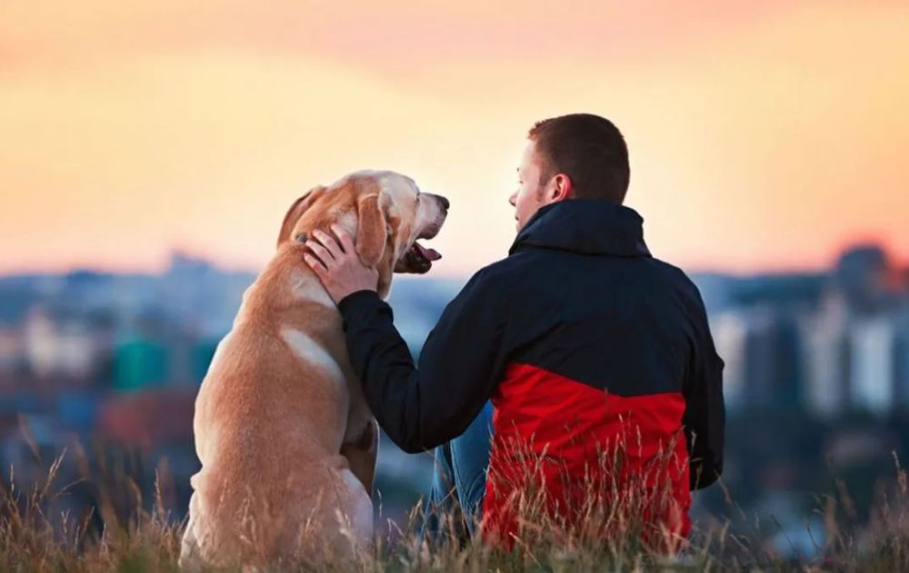 Qué significa que una persona se lleve mejor con los perros que con los ...