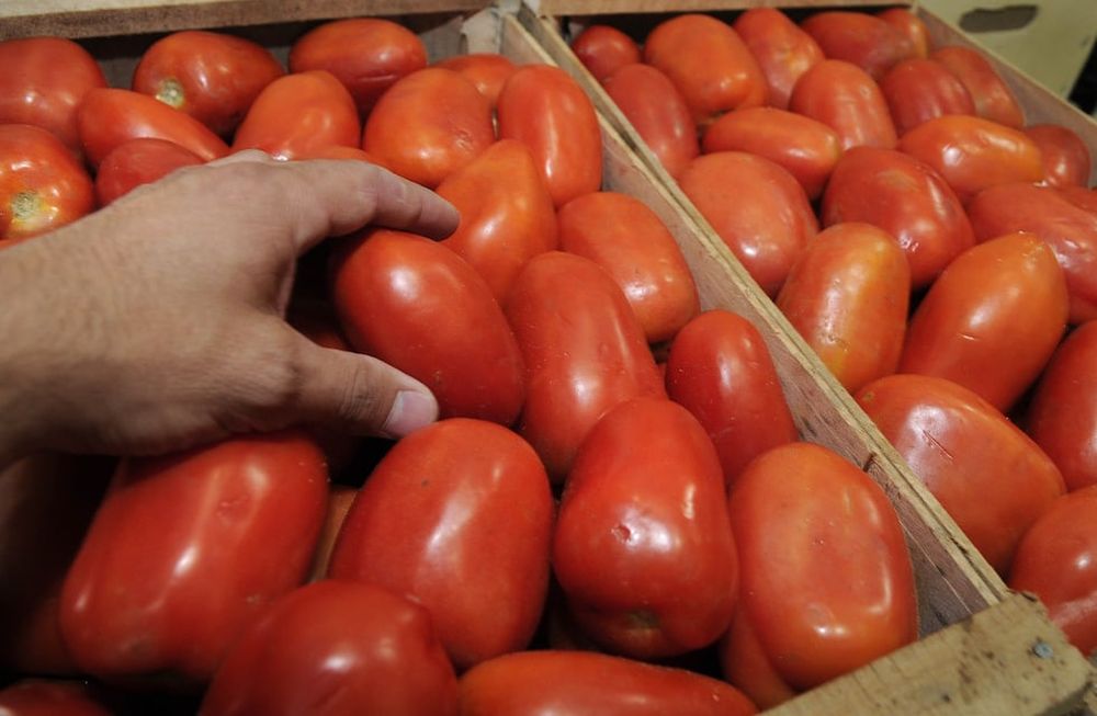 Temporada de tomate: ¿cómo preparar 15 botellas de salsa casera por $1.200?