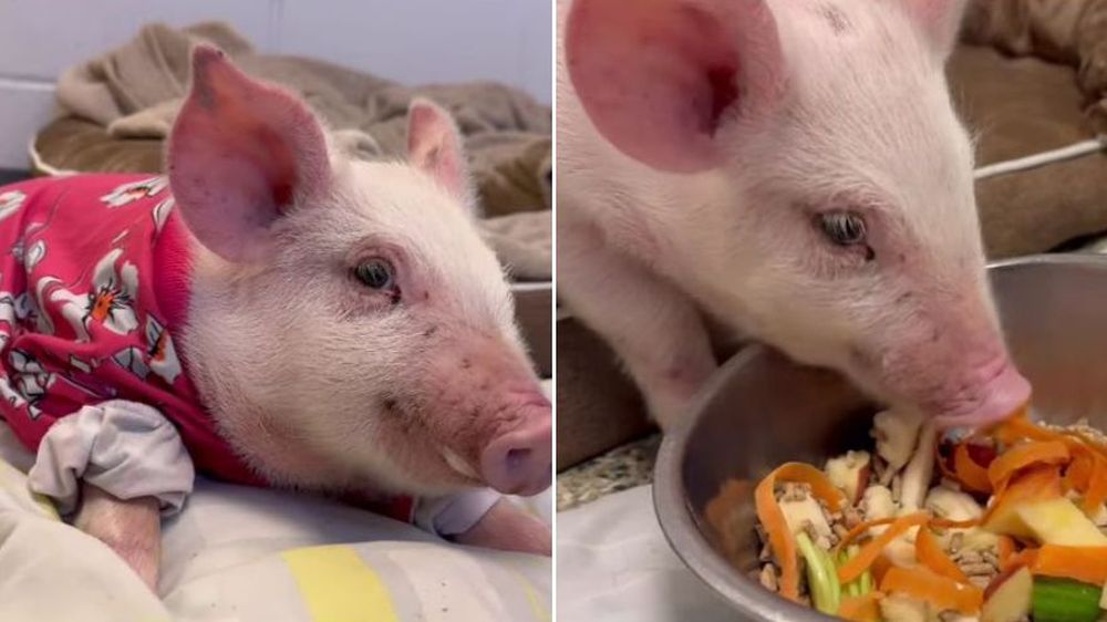La increíble historia de Peppa, una cerdita que saltó de un camión ...