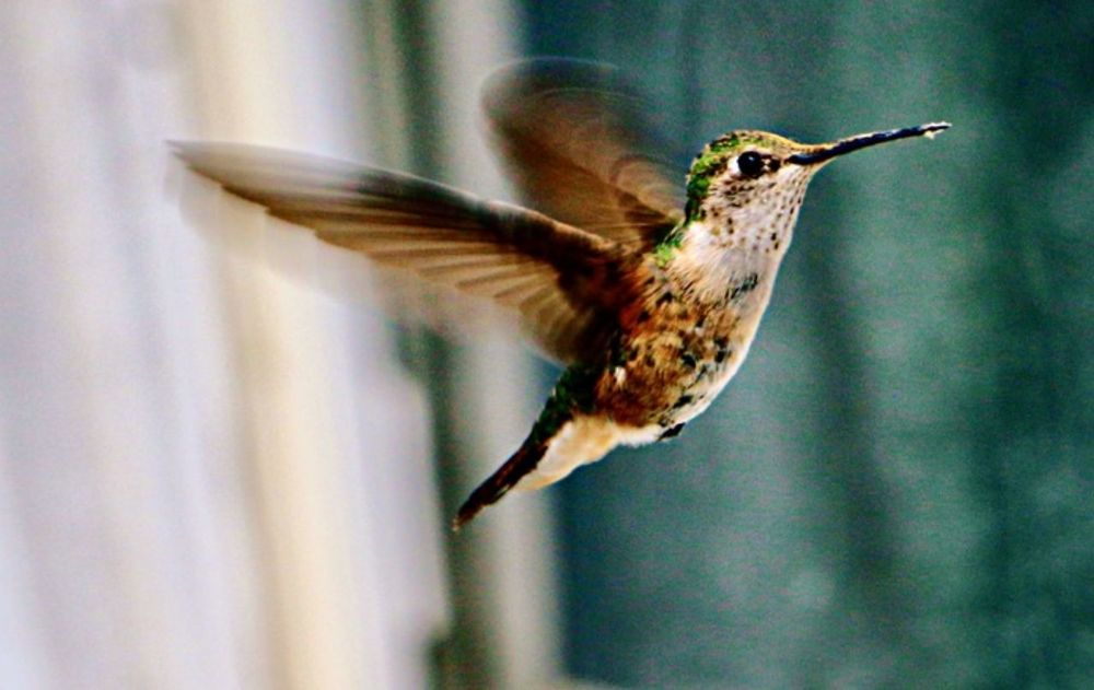 Qué significa ver un colibrí cerca de tu casa y por qué las culturas ...