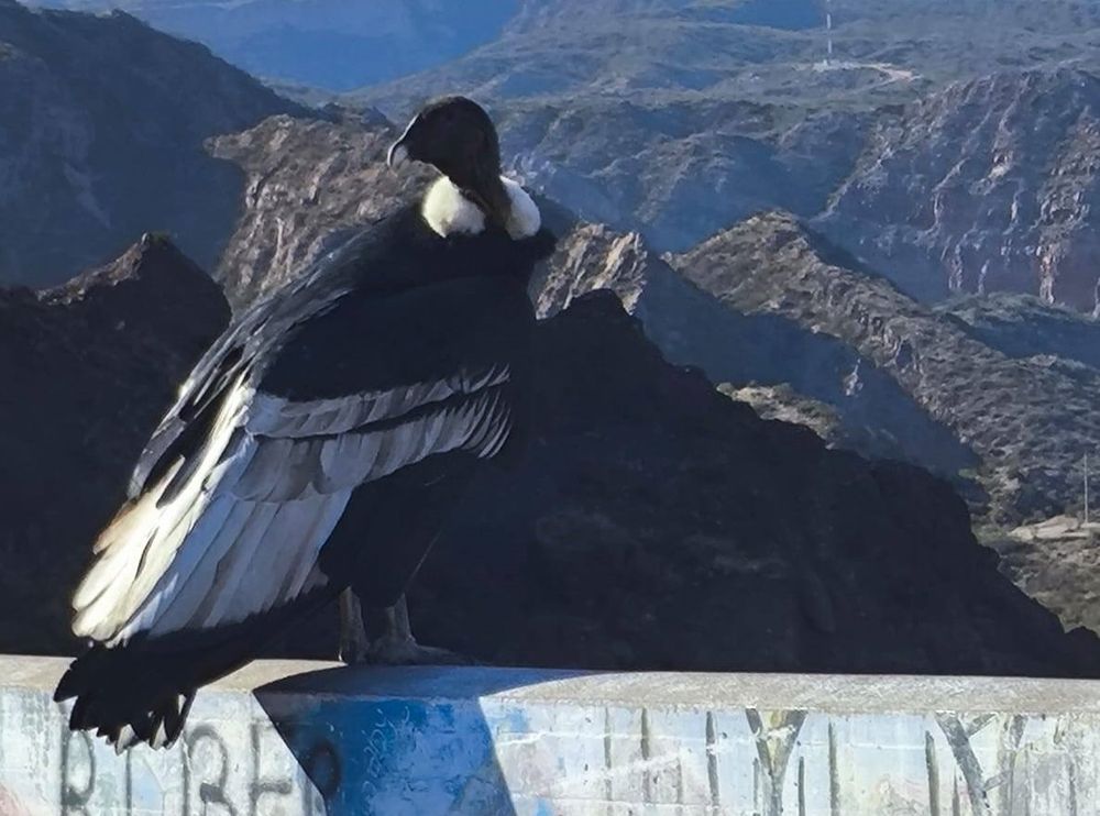 Turistas quedaron impactados con un espectáculo inusual en Valle Grande ...