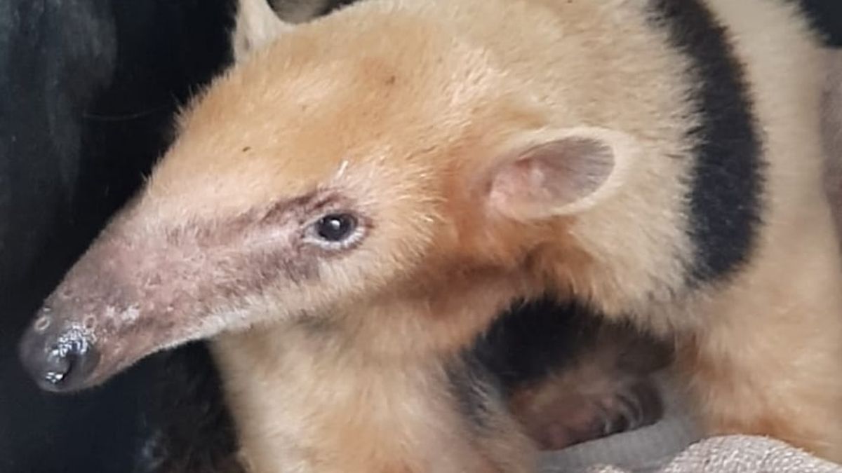 Fotos y video: encontraron a un oso hormiguero desnutrido y ...