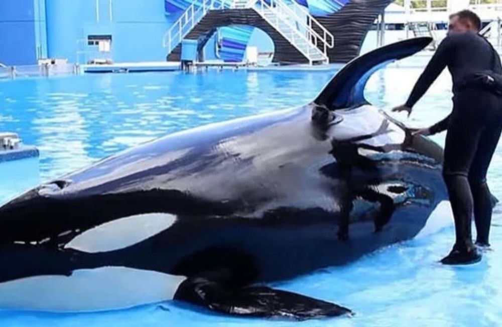 Murió Kiska, la orca más solitaria y triste del mundo que vivió 11 años ...