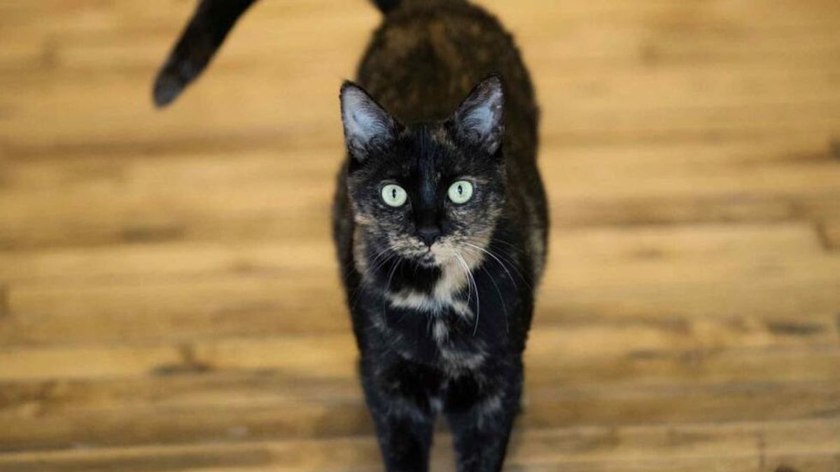 Le pidió el divorcio a su marido porque él había regalado su gato ...