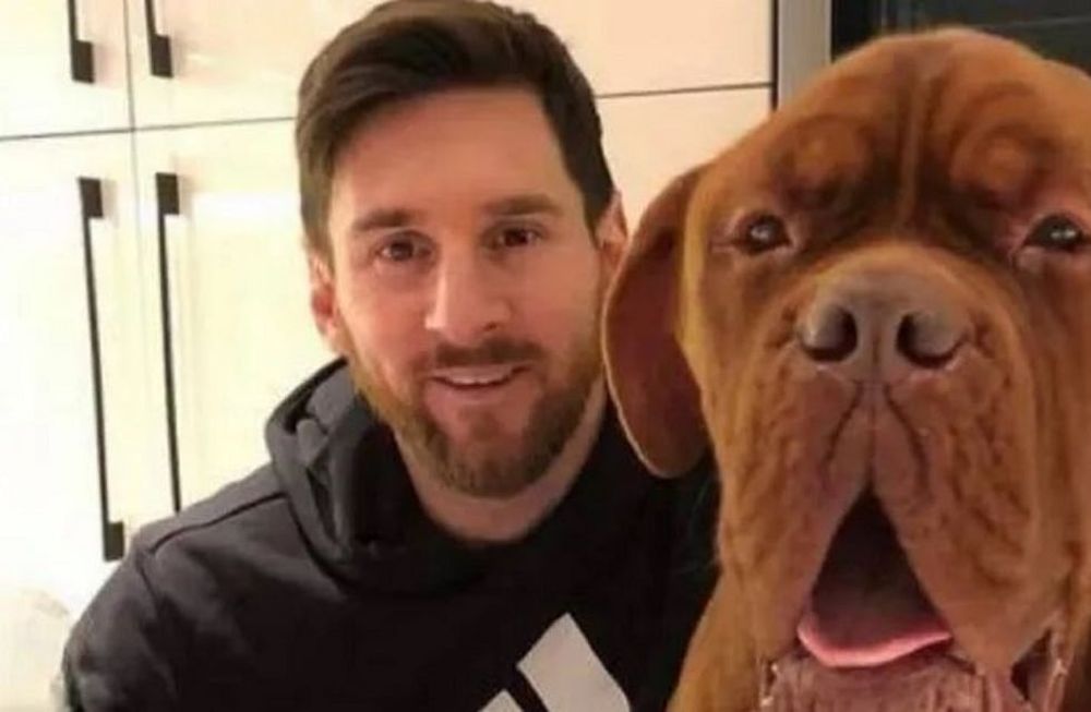 Qué raza es y cuánto vale un perro como Hulk, la mascota amada por ...