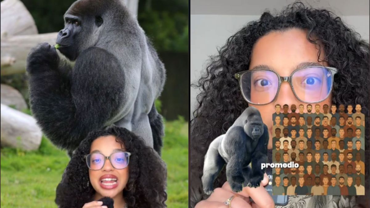 ¿Quién ganaría en una pelea, 100 hombres o un gorila?: una bióloga ...