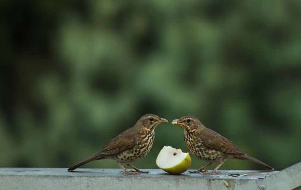 La fruta que atrae todo el verano a zorzales y calandrias: visitan el ...