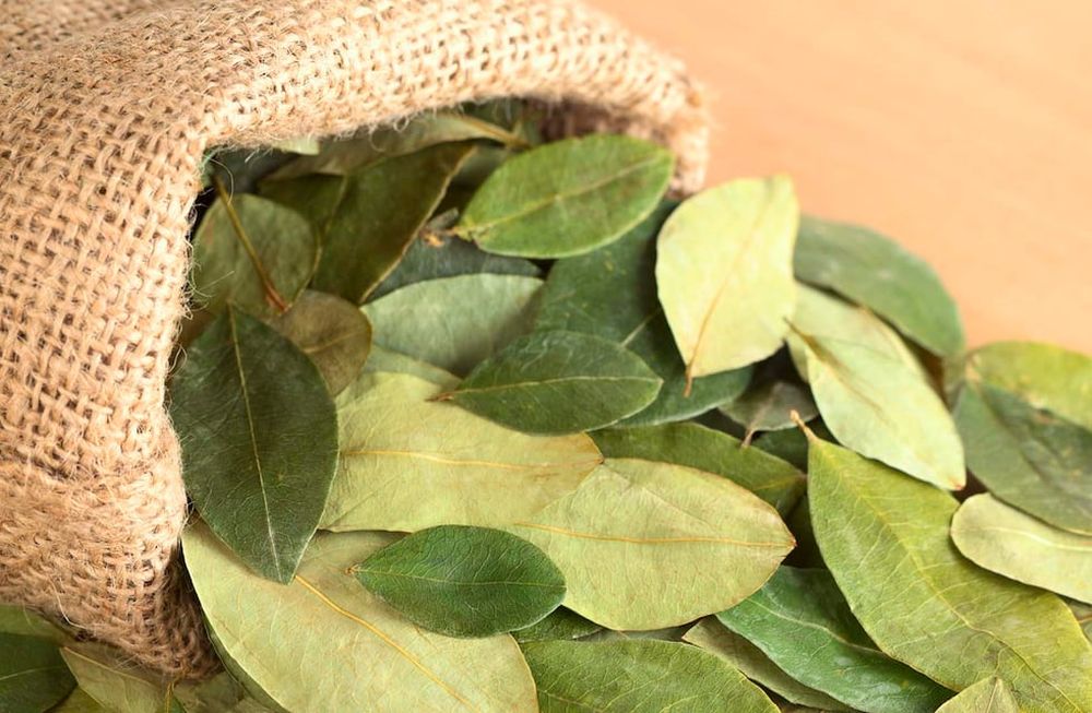 Hoja de coca: El gran alimento sagrado de los Incas que terminó satanizado