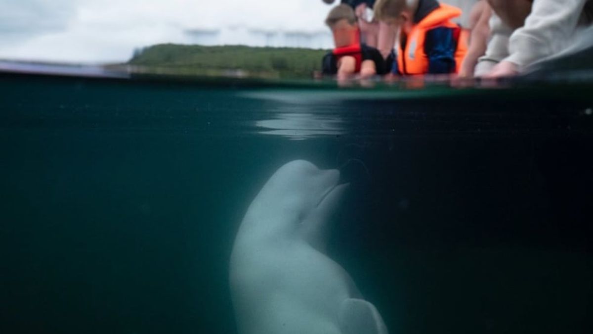 Encontraron muerta en Noruega a Hvaldimir, la famosa “beluga espía”