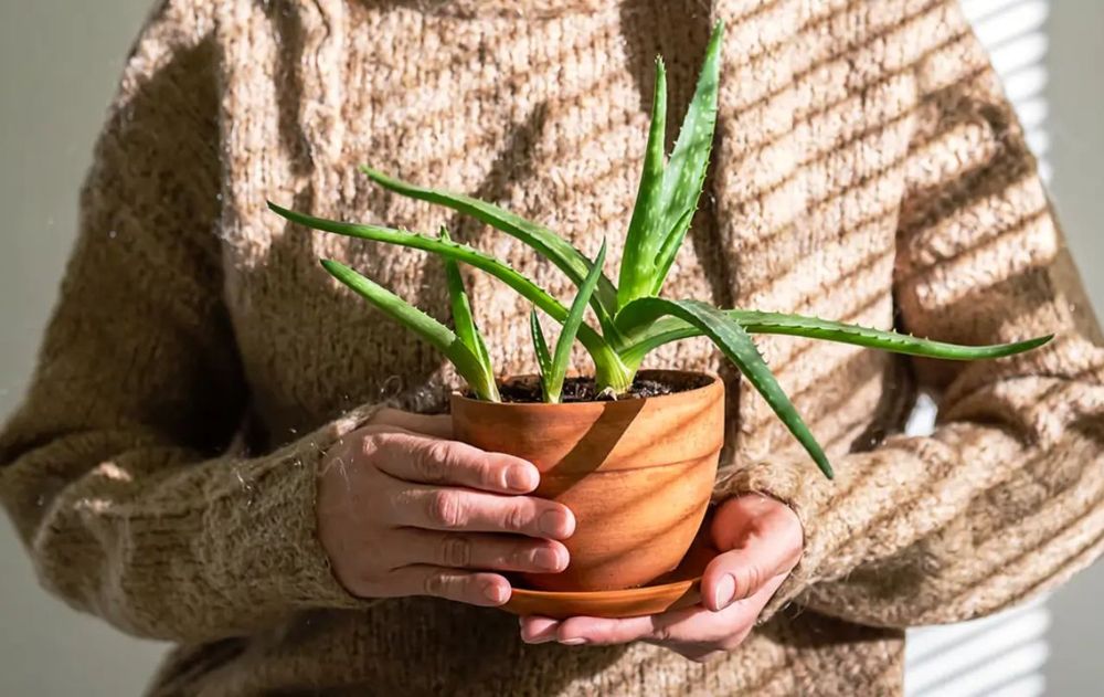 Qué significa tener una planta de aloe vera en casa y cuál es el lugar ...