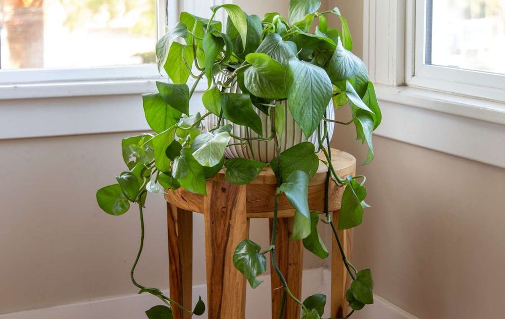 No lo tires más: el mejor fertilizante natural para potus y suculentas ...