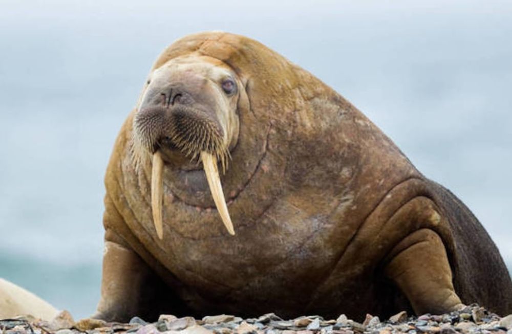 Misterio: hallan los restos de una morsa en una tumba de humanos