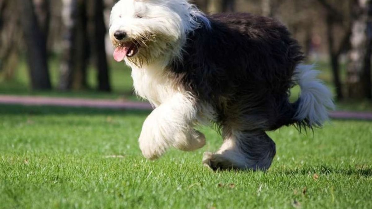 Cuáles son las 3 razas de perros más enérgicas de todas