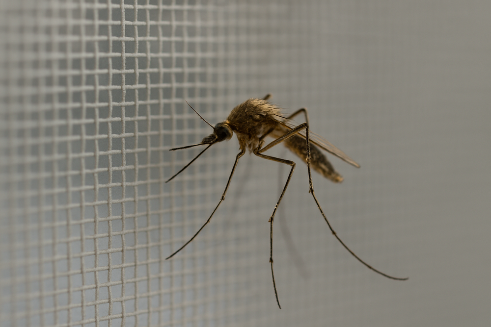 Chau mosquiteros: la nueva tendencia que aporta mayor comodidad y ...