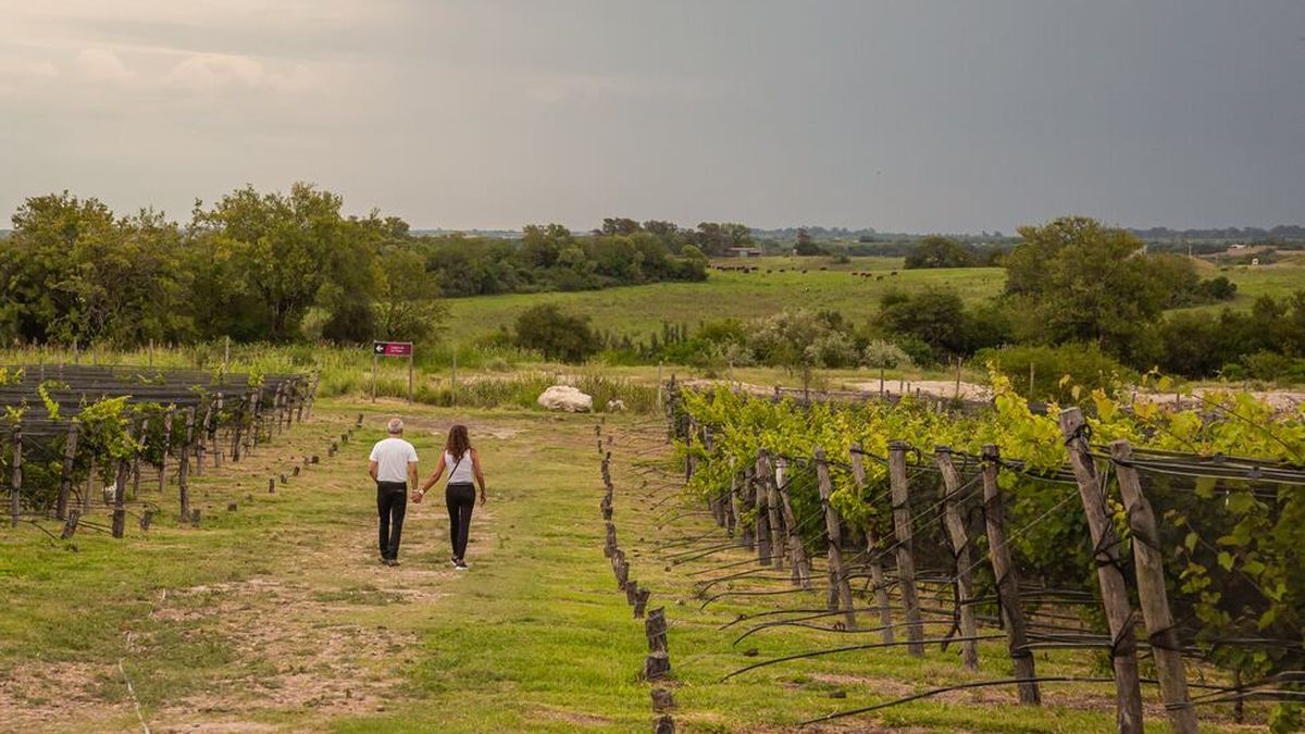 El INV inició el proceso para crear la IG de Victoria, Entre Ríos: cómo ...