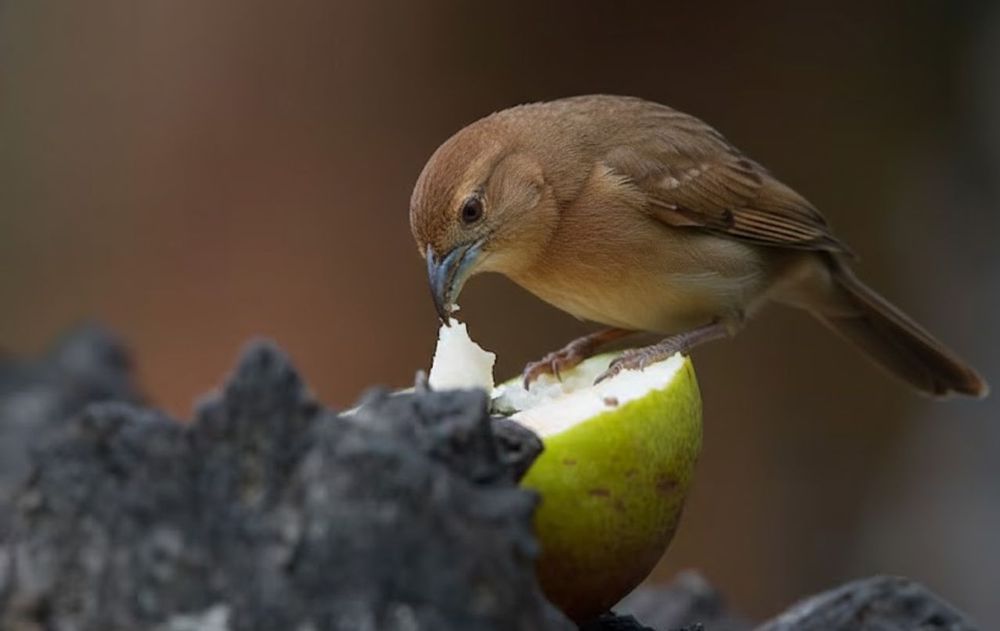 La fruta que atrae todo el verano a zorzales y calandrias: visitan el ...