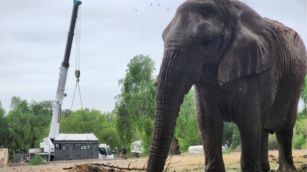 La elefanta Kenya tiene sus horas contadas en Mendoza y es inminente su ...