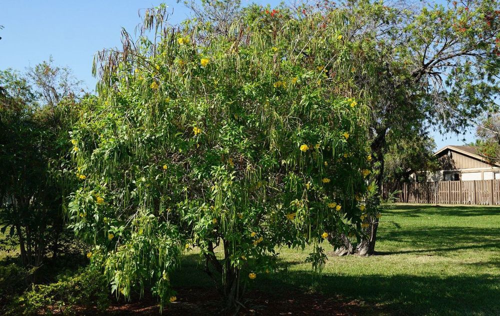 El árbol que no ensucia el jardín: resiste a sequías y sus hojas tienen ...