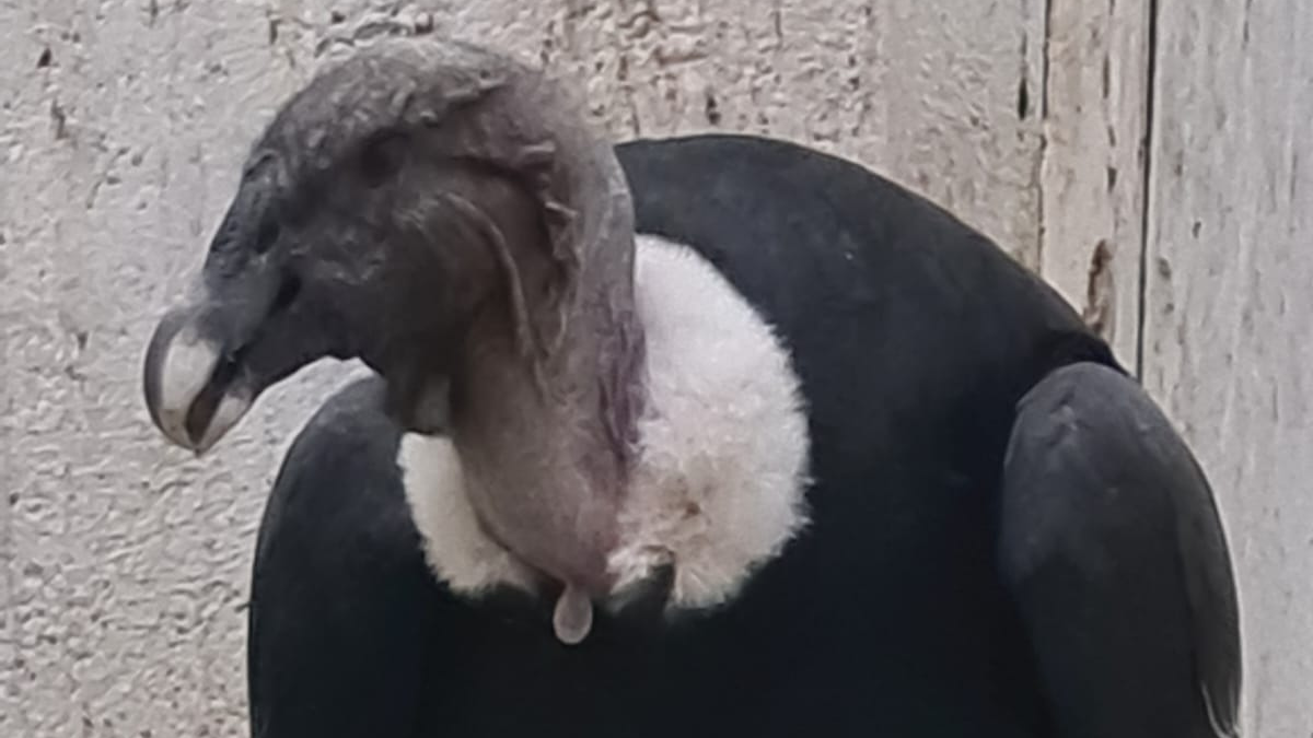 Oyeron ruidos en el techo y, cuando salieron, hallaron una majestuosa ...