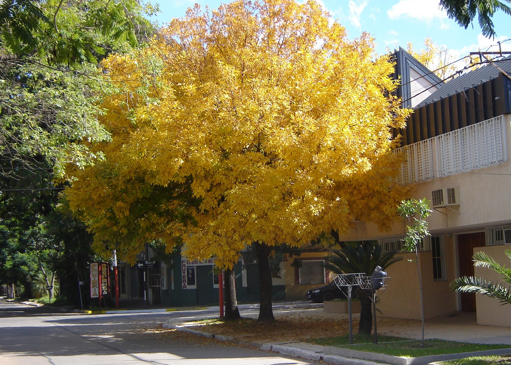 El árbol que crece rápido, resiste a todas las tormentas y no necesita ...