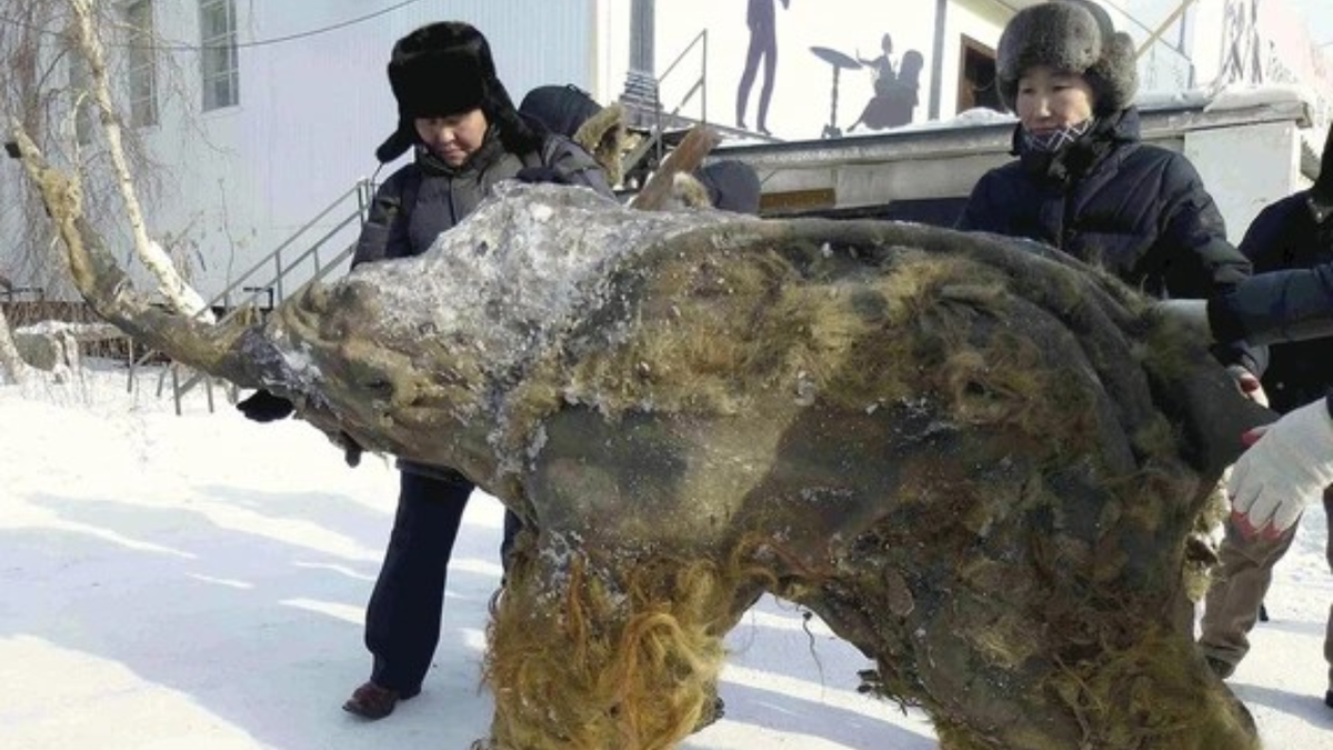 El misterio de Siberia: descubrimiento de rastros de estrés extremo en ...