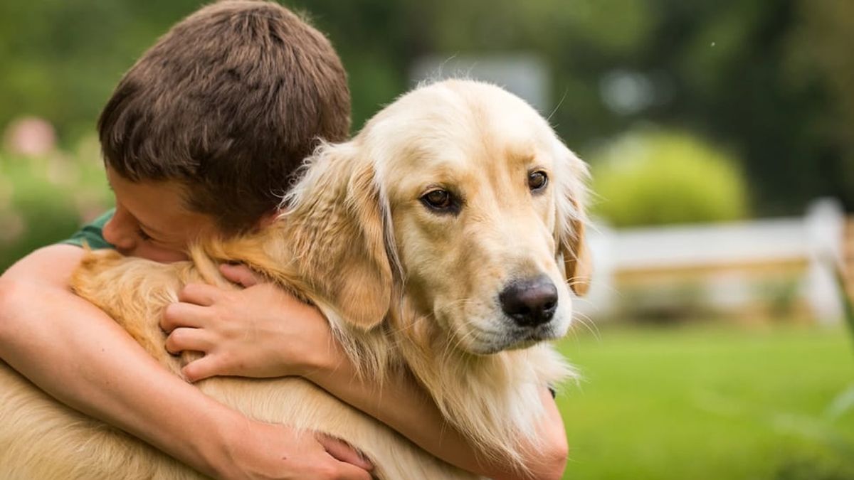 Cuáles son las 3 razas de perros más compañeros de todos