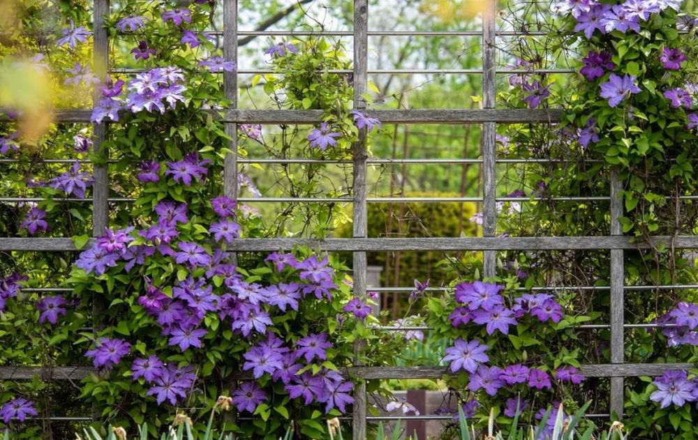 La planta trepadora que pocos conocen que mejora tu jardín y no ...
