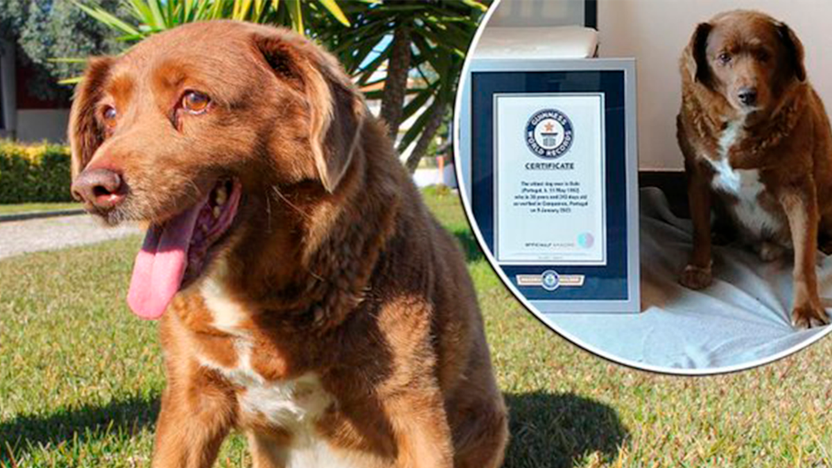 Murió Bobi, el perro con el récord Guinness por ser el más longevo del ...