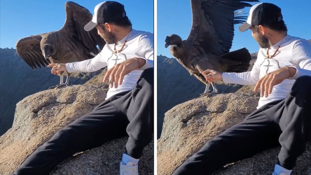 Video: el emotivo momento en el que un cóndor se posó al lado de un ...