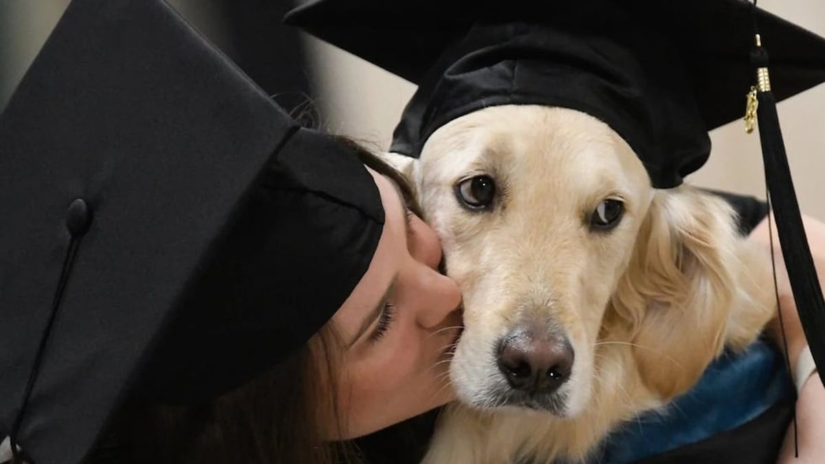 El video más tierno: le dieron un diploma a un perro por ‘’graduarse ...