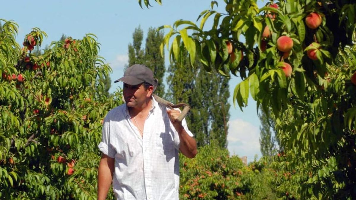 Presentan 30 nuevas variedades de durazneros