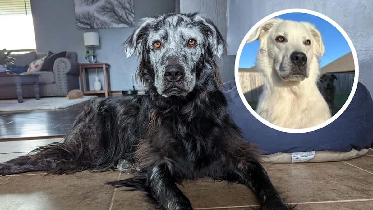 Registró el impactante cambio de su perro con vitiligo y las imágenes ...