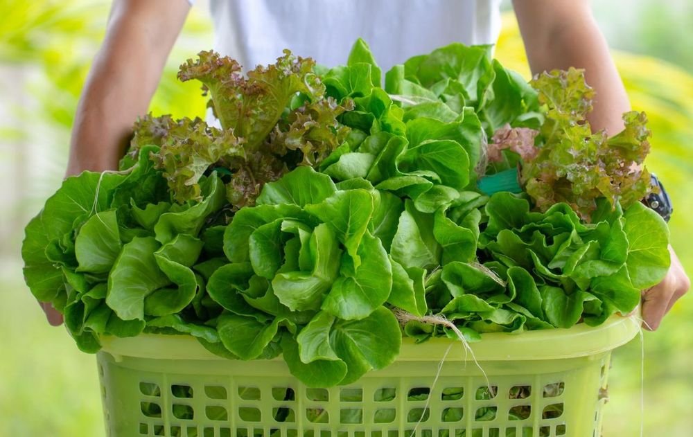 Las verduras de hoja verde se mantendrán frescas y sin bacterias si las ...