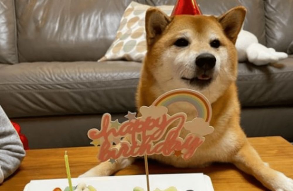 Cumplió 10 años Balltze, el perrito del famoso meme de 2020, “Cheems”