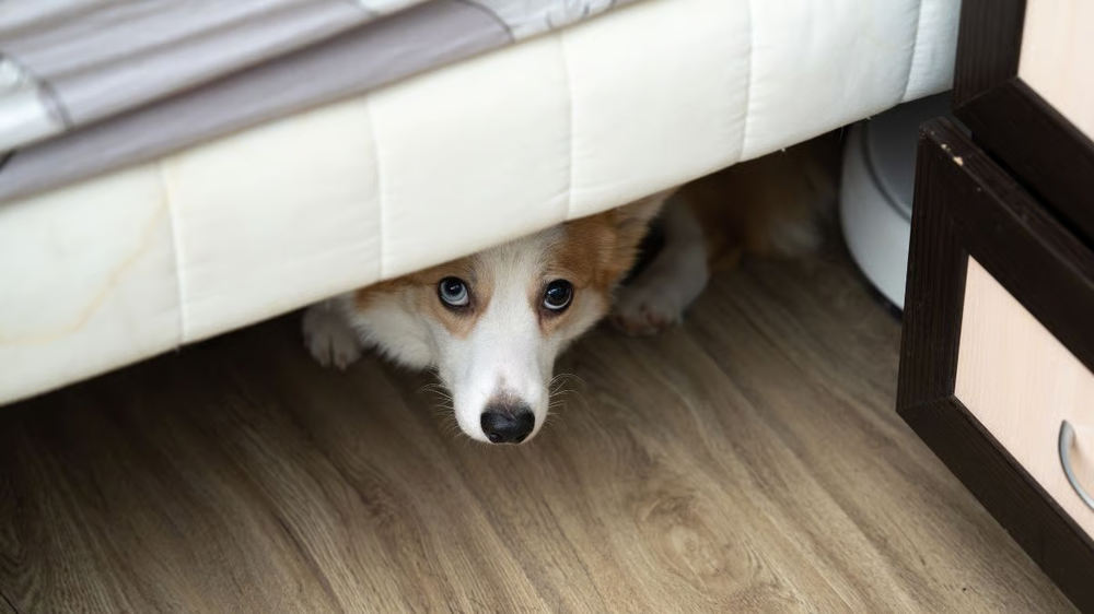 Qué diferencia hay entre abajo y debajo: la RAE resolvio esta duda tan ...